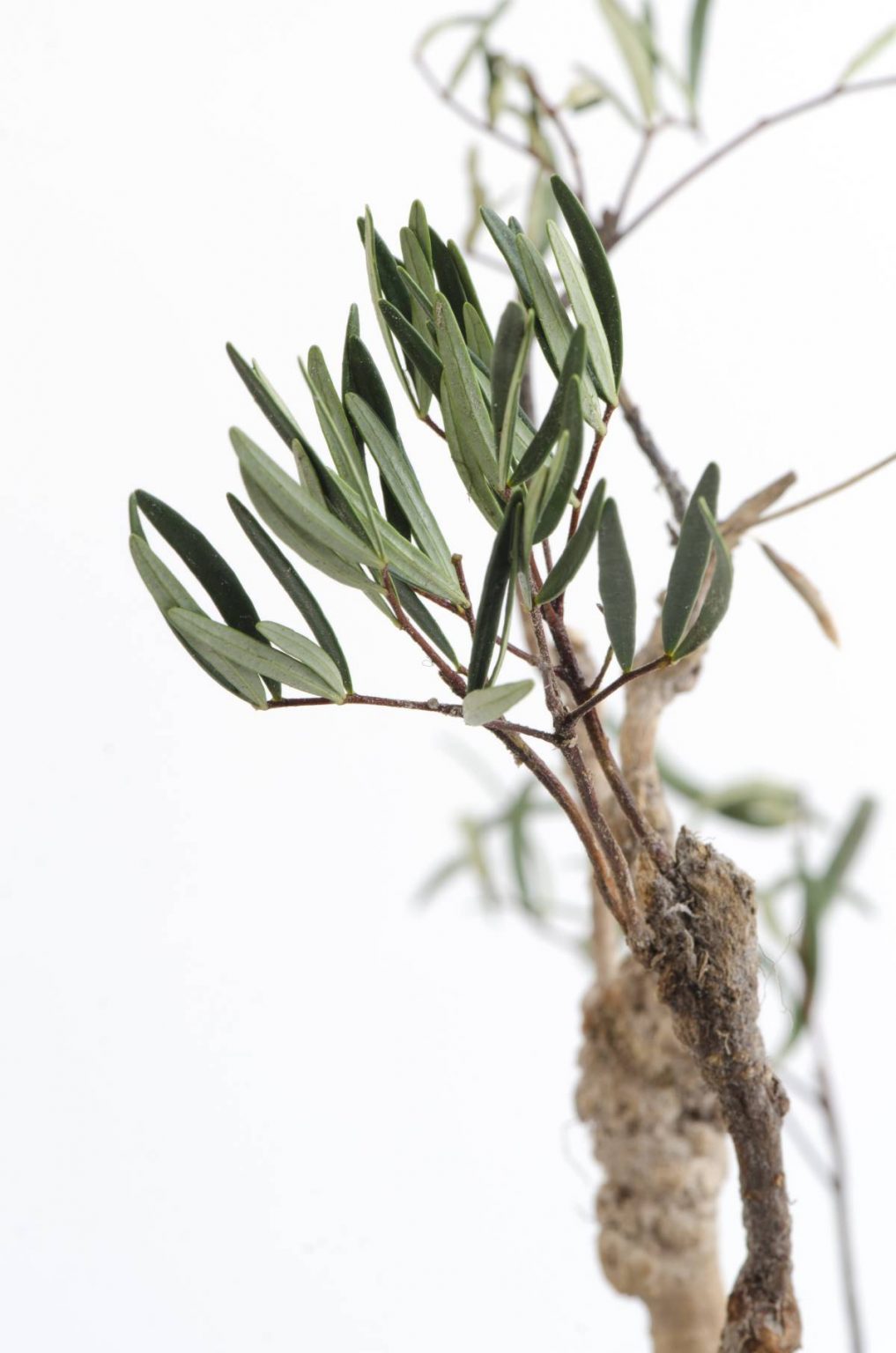 Long Jack and Tongkat Ali. Is it the same? - Akarali