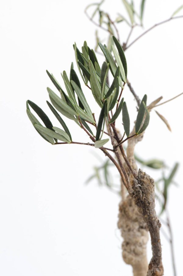 Long Jack and Tongkat Ali. Is it the same? - Akarali