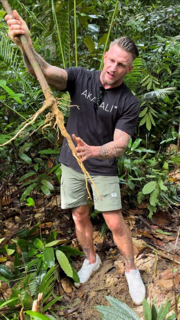 The Malaysian Tongkat Ali: Story, Journey & Evolution - Akarali