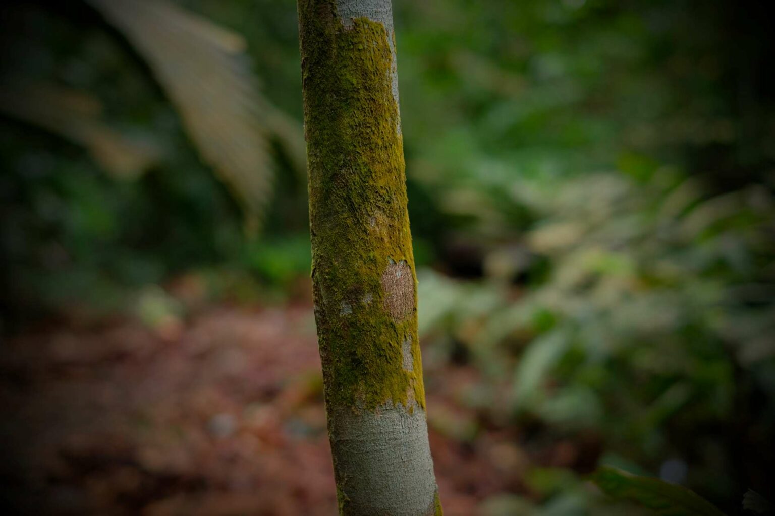 5 Reasons Why The Best Tongkat Ali is from Malaysia. Is it really that ...